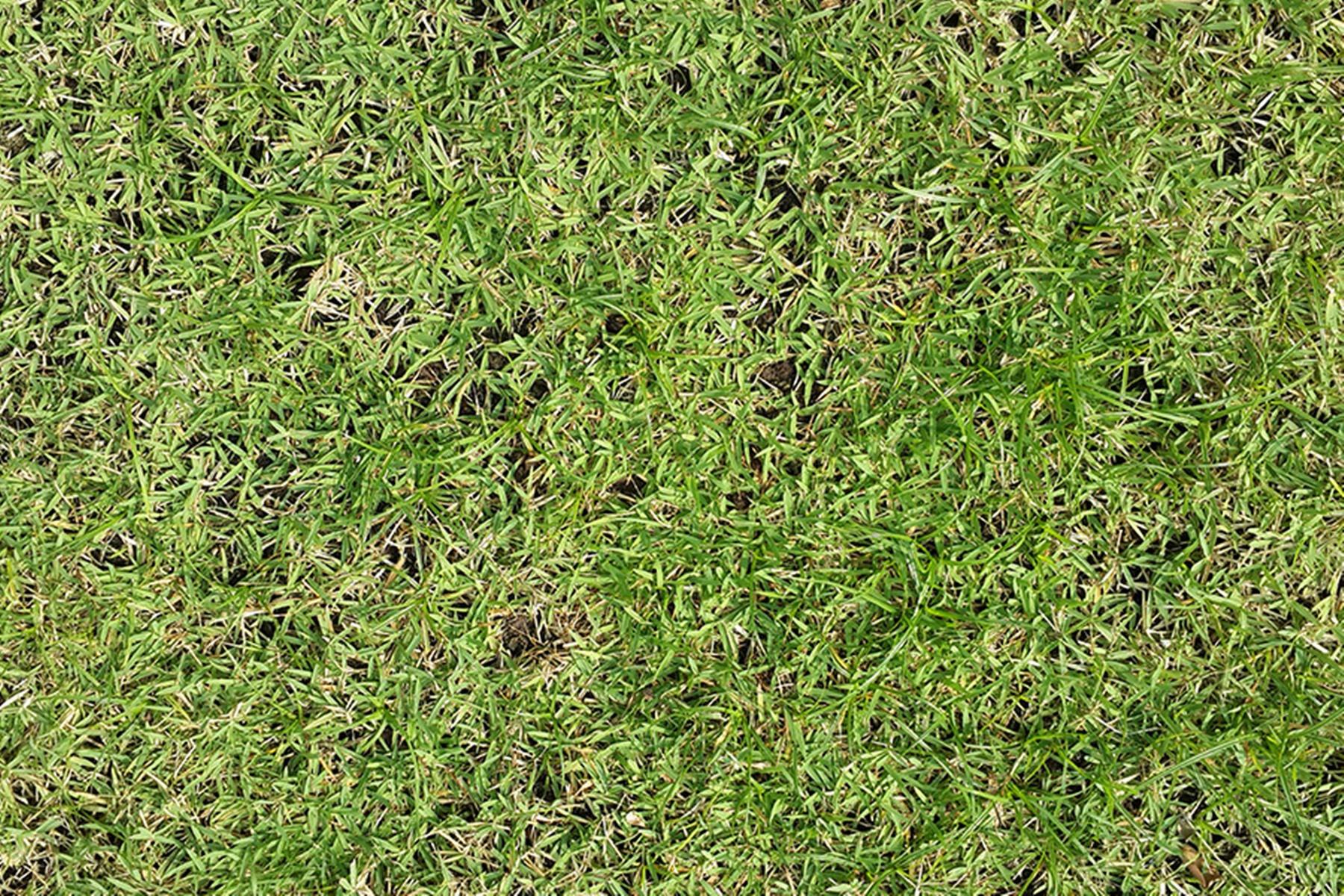 ขายส่ง 1,000 กรัม เมล็ดหญ้านวลน้อย Manila Grass Temple Grass หญ้าปูสนาม ...