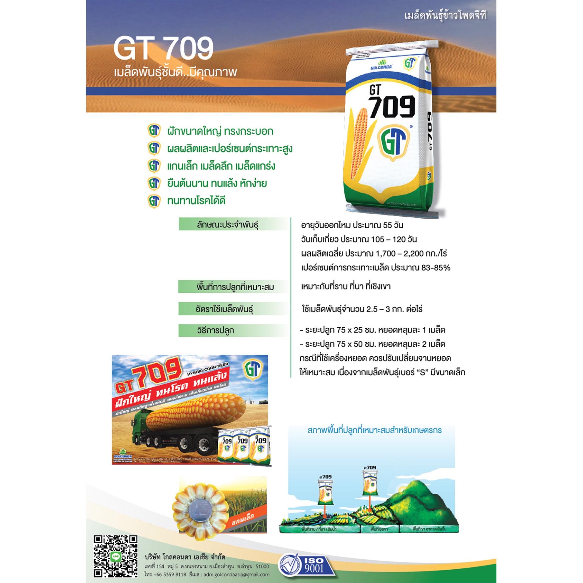 เมล็ดพันธุ์ข้าวโพดเลี้ยงสัตว์ GT 709 - GOLCONDA ASIA SHOP - ThaiPick