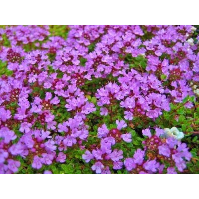 เมล็ดพันธุ์ ไทม์เลื้อย สีม่วง(Creeping Thyme)（นี่มันเมล็ดพืช ไม่ใช่พืช ...