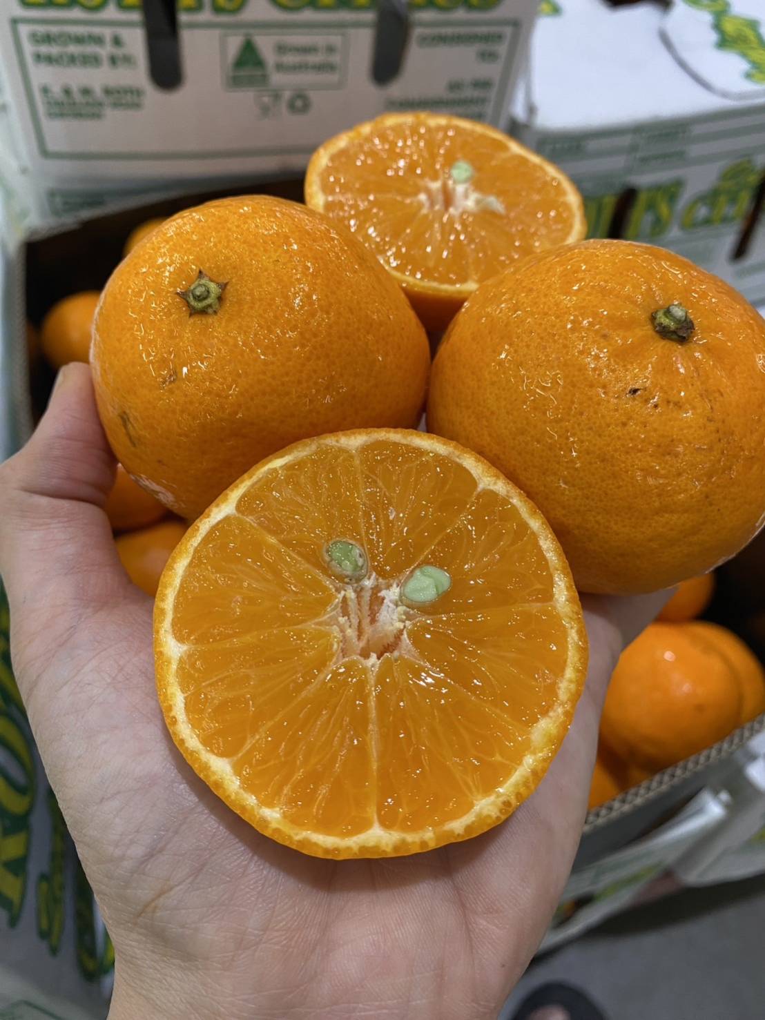 ส้ม ออสเตรเลีย สายพันธุ์ nova mandarin เบอร์ 72 - Fruit_Villa - ThaiPick