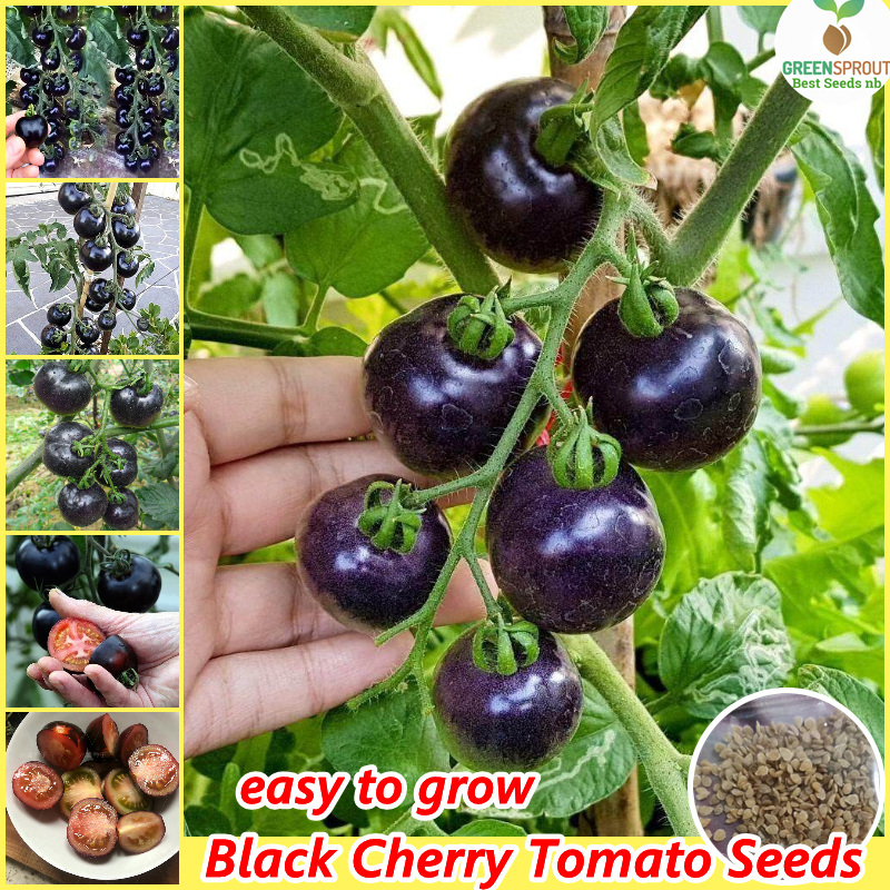 High Yielding Seeds丨Fresh Black Cherry Tomato Seeds for Planting (100 ...