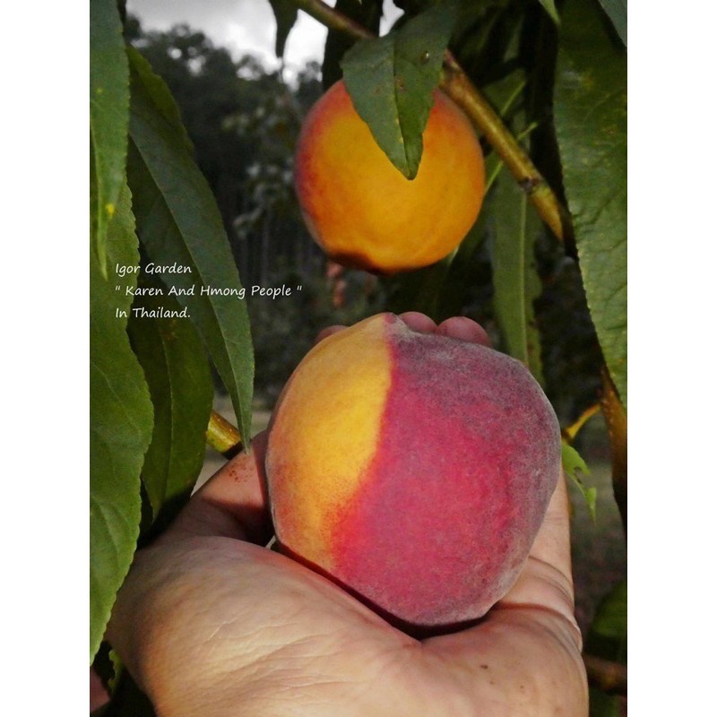 กล้าพีช พันธุ์ ซัมเมอร์เลดี้ ( Summer Lady Peaches )( กล้าเสียบยอด ...