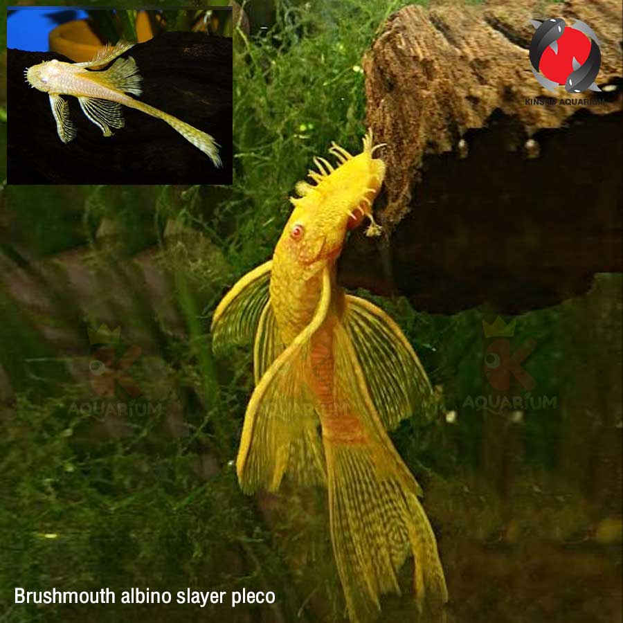ซัคเกอร์เผือก Brushmouth albino slayer pleco L-144 / ซัคเกอร์ดำ ...