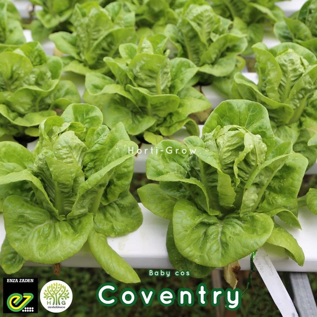 โคเวนทรี (Coventry, Baby Cos) เบบี้คอส/ เมล็ดสลัด / เมล็ดพันธุ์ผักสลัด ...