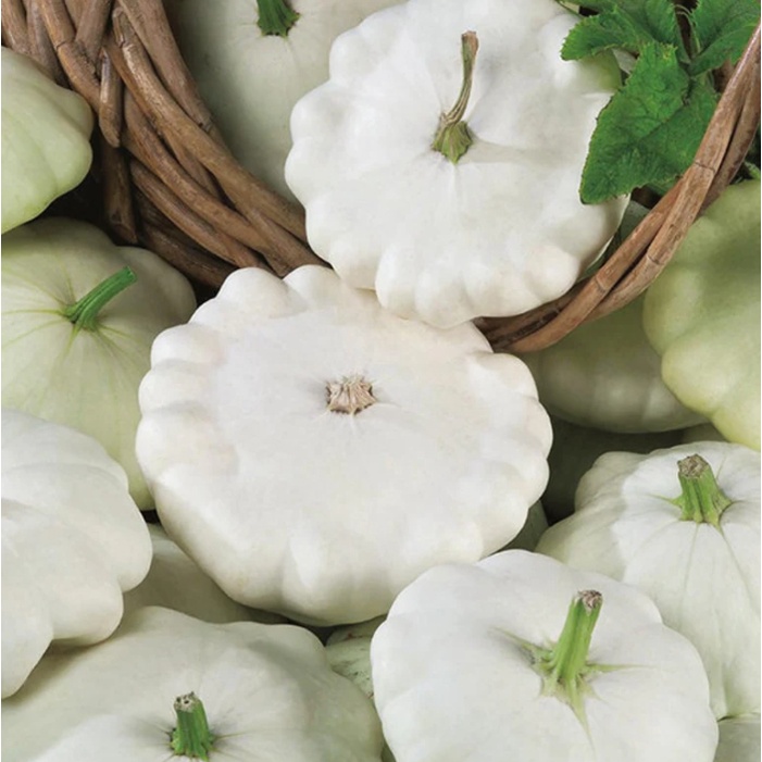 Silver Pattypan Scallopini UFO Squash Pumpkin Vegetable Seeds ( 10 ...