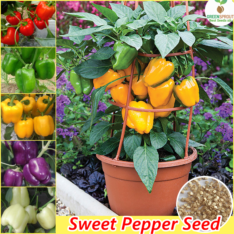 Singapore Easy To Grow丨50 Seeds/bag Mixed Sweet Bell Pepper Seed ...
