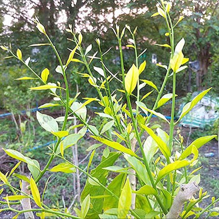 5 เมล็ด ผักหวานป่า Pak-wan Tree. | Lazada.co.th