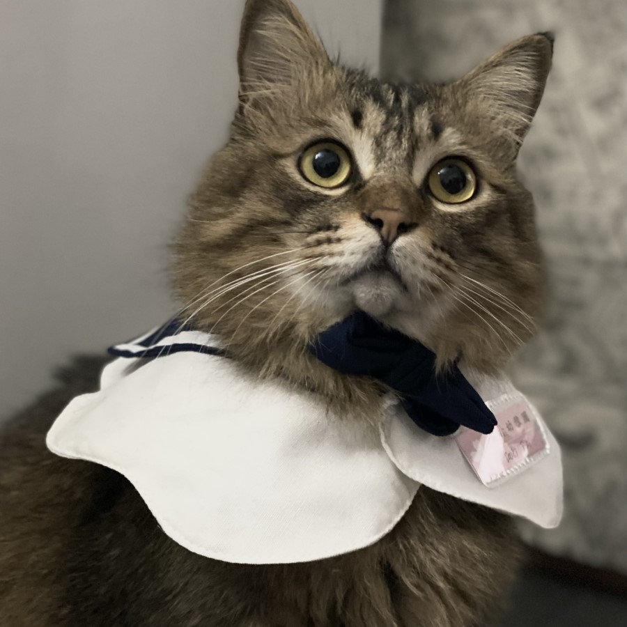 Purlab Student ผ้าคลุมแมว - Leftpert - ThaiPick