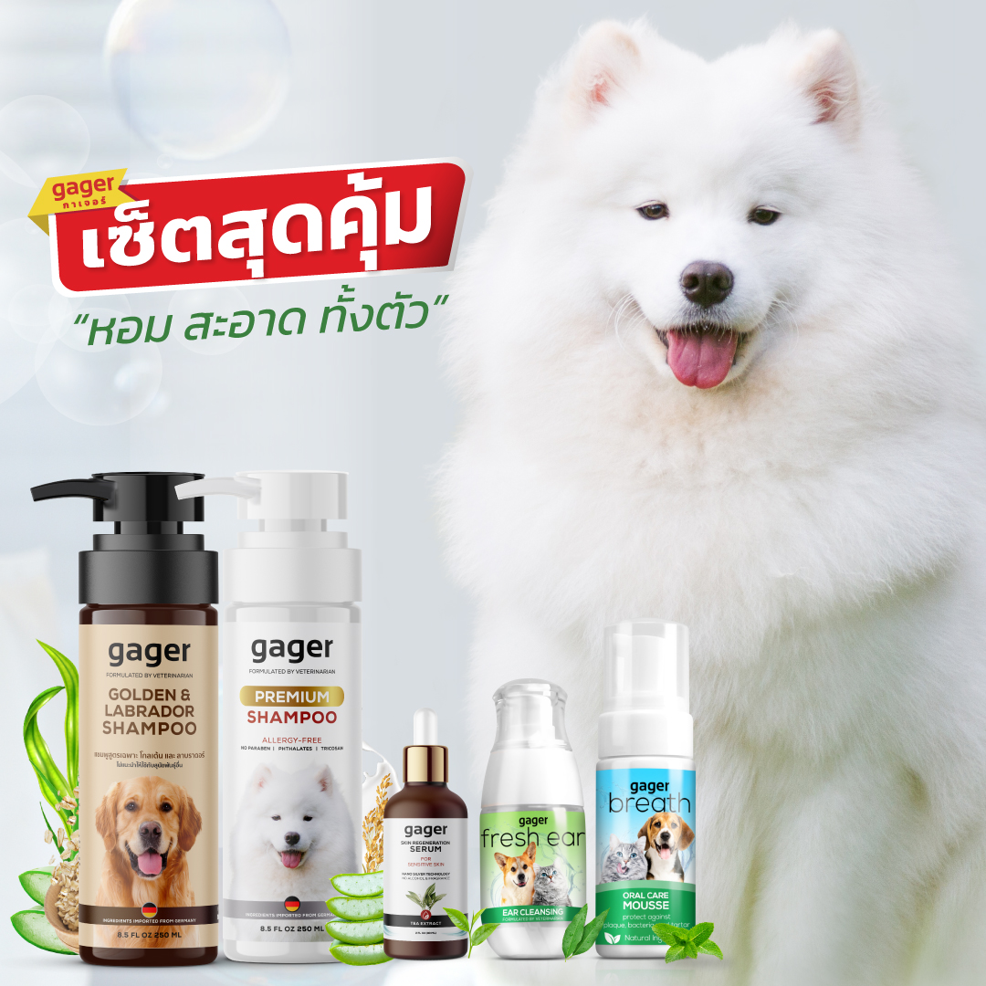 Gager (กาเจอร์) แชมพูขี้เรื้อน สเปรย์นาโนไคโตซานเบต้า กลูแคน เชื้อรา ...
