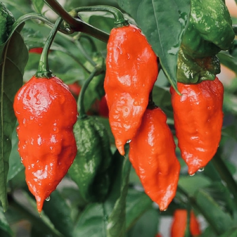 ( Wowowow+++) ต้นพริกปีศาจ ขนาดพร้อมปลูก Bhut Jolokia pepper breed ราคา ...