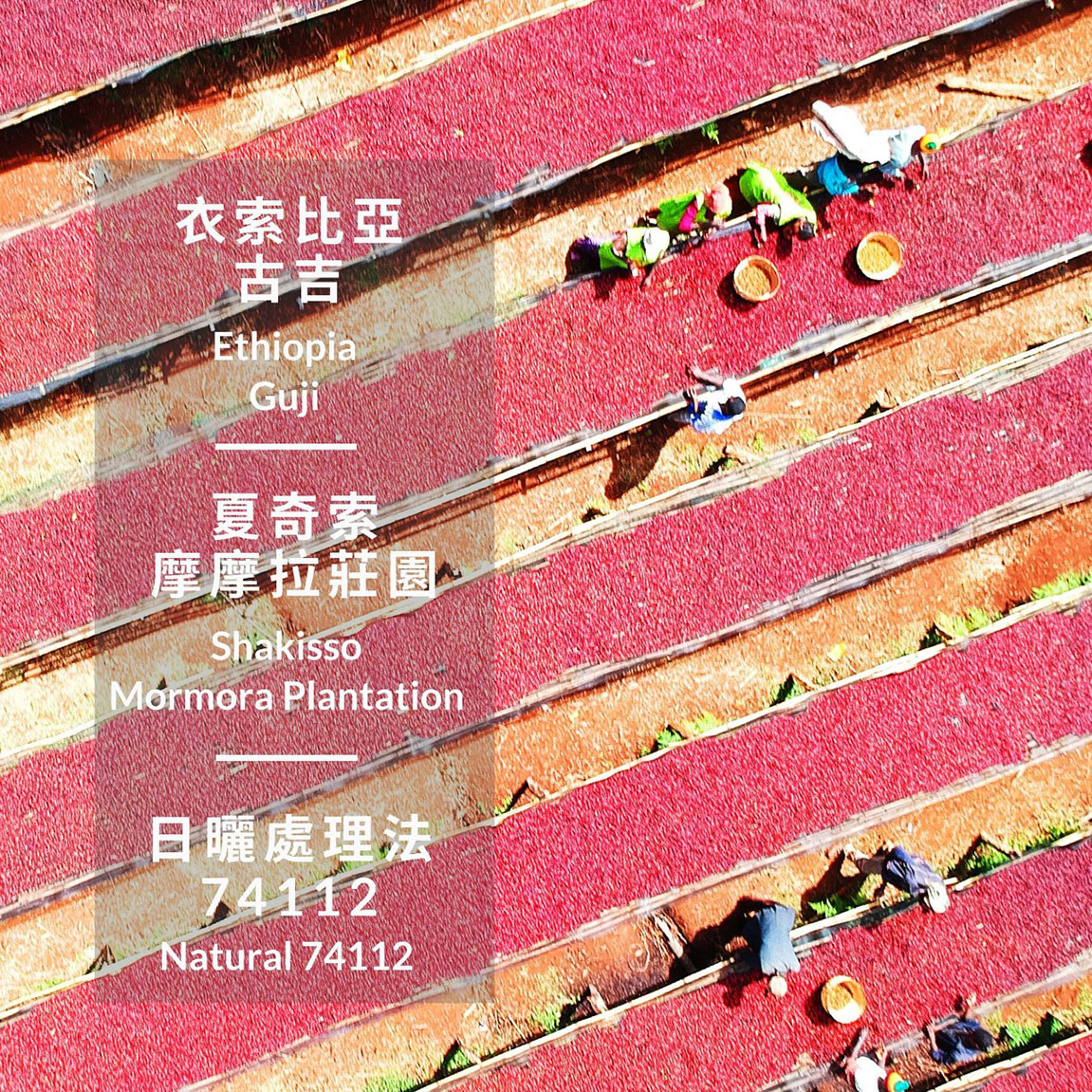 Ethiopia Mormora Natural กาแฟเอธิโอเปียคั่วอ่อน - Mister Lee's - ThaiPick