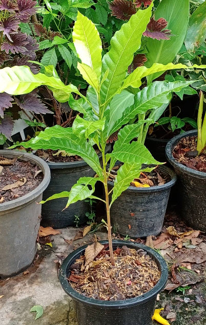 ต้น เอบิว อะบิว (yellow star apple) ไต้หวัน สูง 20-100 ซ.ม. เลือกขนาด ...