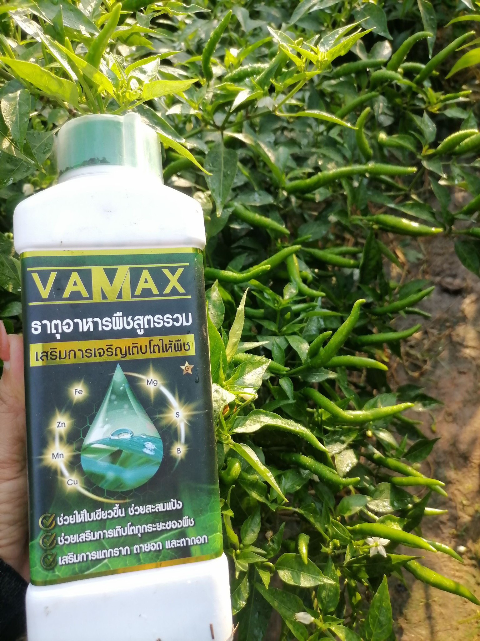 ชุด 1 แถม 1 (ปุ๋ยธาตุรวม VAMAX CABMAX แคลเซียมโบรอน) ขึ้นทะเบียนปุ๋ยจาก ...
