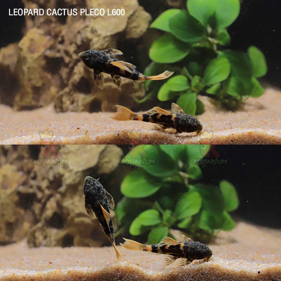 ซัคเกอร์ LEOPARD CACTUS PLECO L600 ปลาสวยงาม นักกำจัดตะไคร่น้ำ ลวดลาย ...