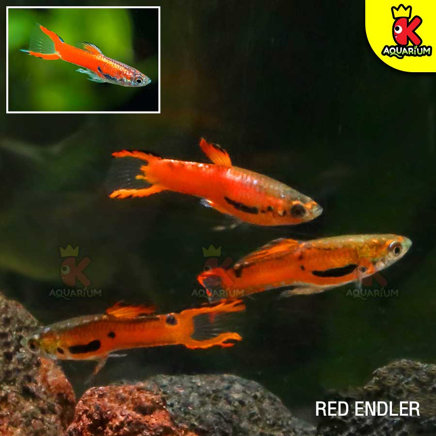 RED ENDLER SKY BLUE ENDLER EL TIGRE ENDLERGOLDEN ENLER ไซส์1.5cm (6ตัว ...
