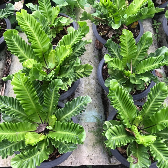 ต้นเฟิร์น คอบบร้า Asplenium sp.'Cobra (Cobra Bird's nest fern) เฟิร์น ...