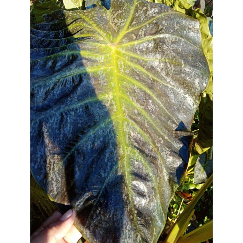 โปรโมชั่น colocasia aloha.บอนนอกสวยๆดำๆ ราคาถูก ต้นไม้ ต้นไม้มงคล ไม้ ...