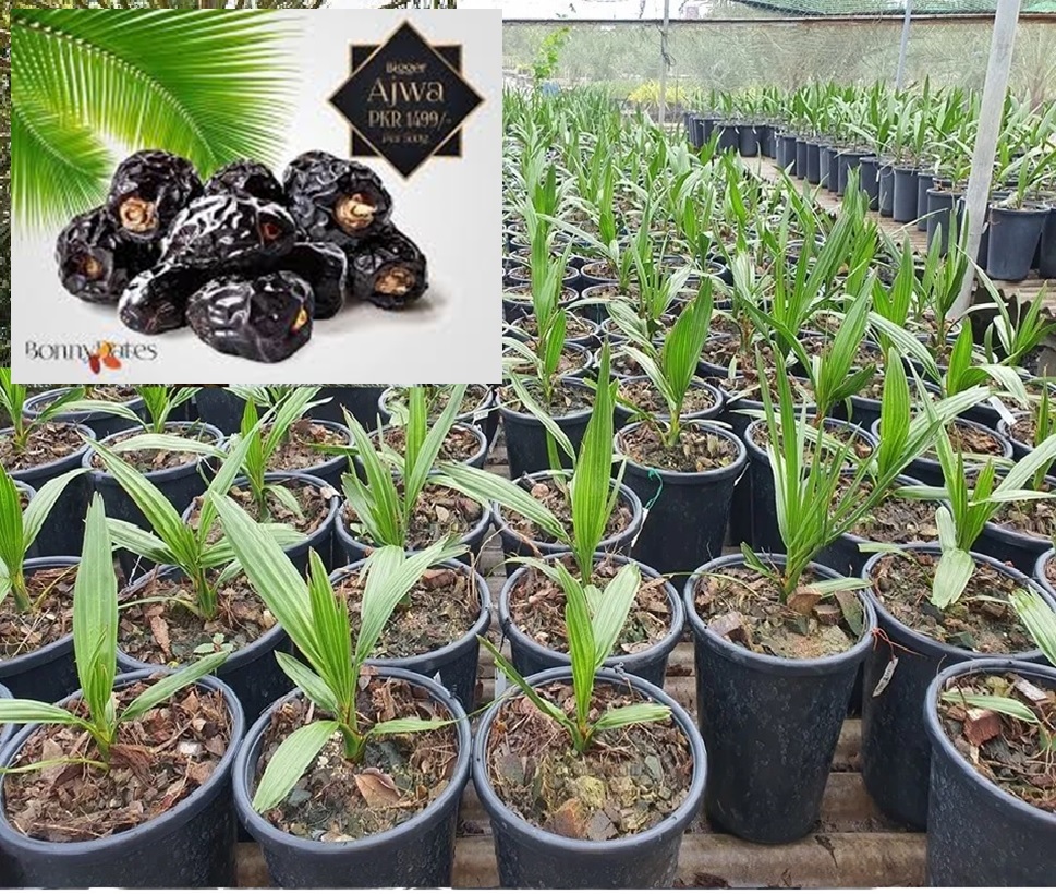 ต้นอินทผลัม Ajwah (อัจวะห์) ตัวเมีย Ajwa date เพาะเยื่อ DPD UK Lab ผลสี ...