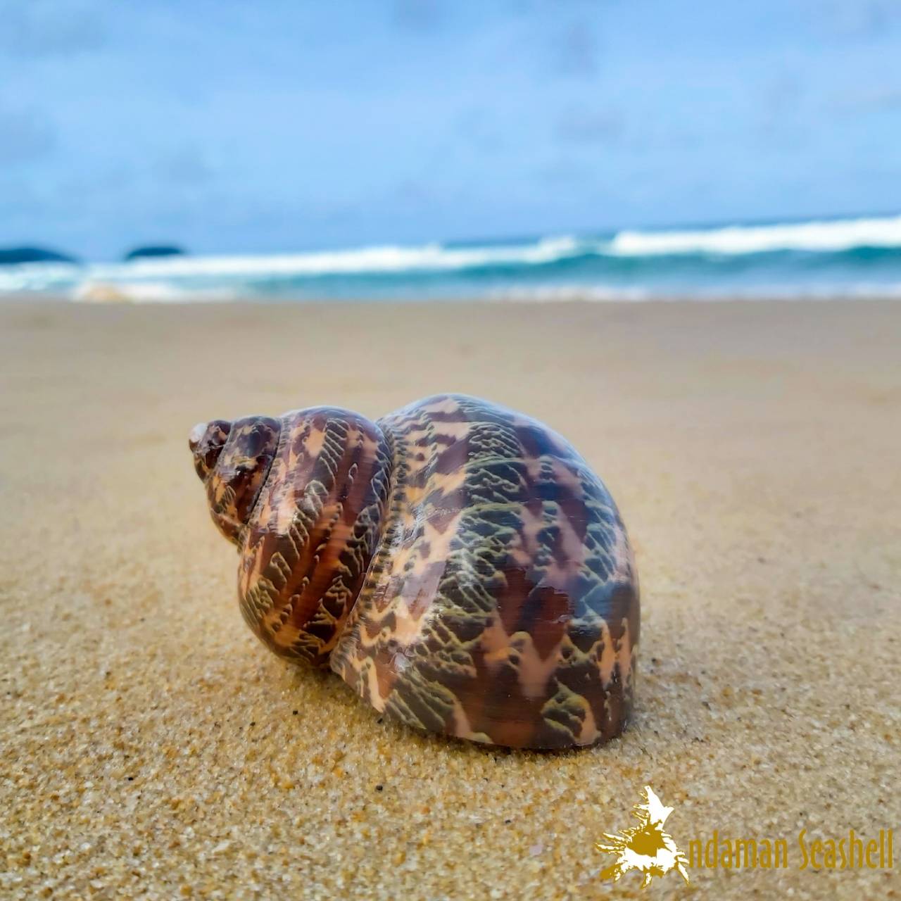 Andaman seashell เปลือกหอยตาวัวเวียดนาม (Turbo petholatus) | Lazada.co.th