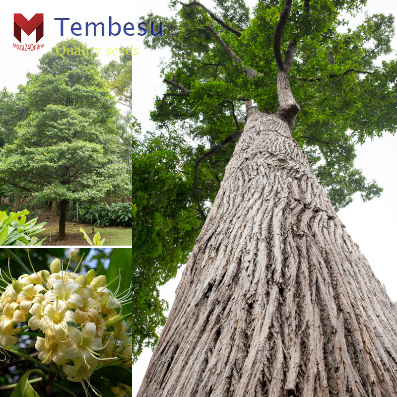 พันธุ์ไม้กันเกรา Tembesuไม้มงคลดอกหอม (100เมล็ด) | Lazada.co.th