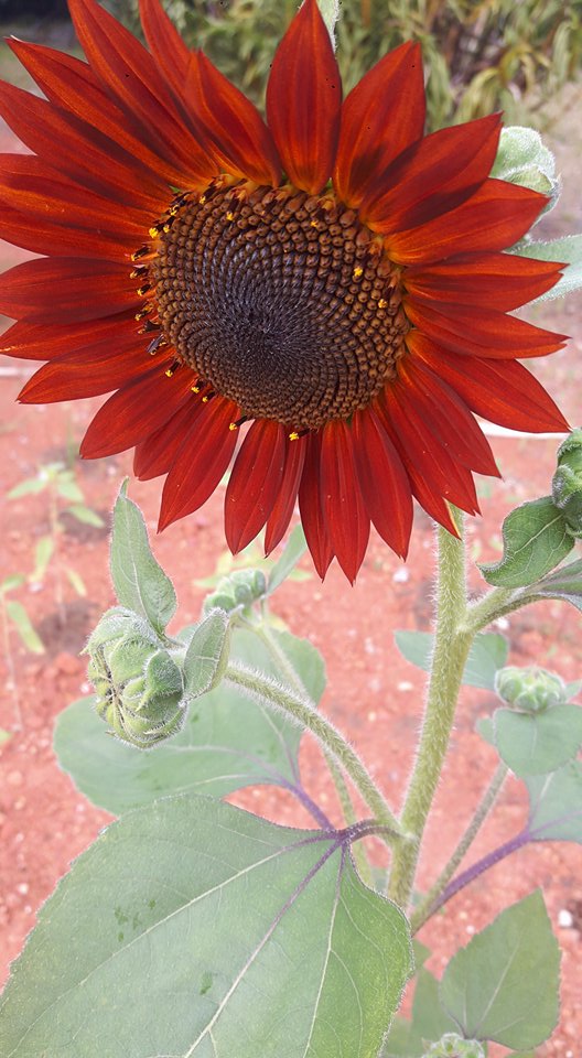 เมล็ดทานตะวัน สีแดง - RED SUNFLOWER บรรจุชุดละ 60 เมล็ด - Panatda good Seeds - ThaiPick