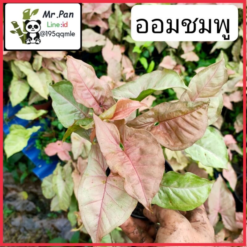 Nadthida syngonium pink รากเเน่น ต้นออมชมพู Syngonuim ออมชมพู Nadtida ต้นไม้ตายระหว่างขนส่ง เคลม ...