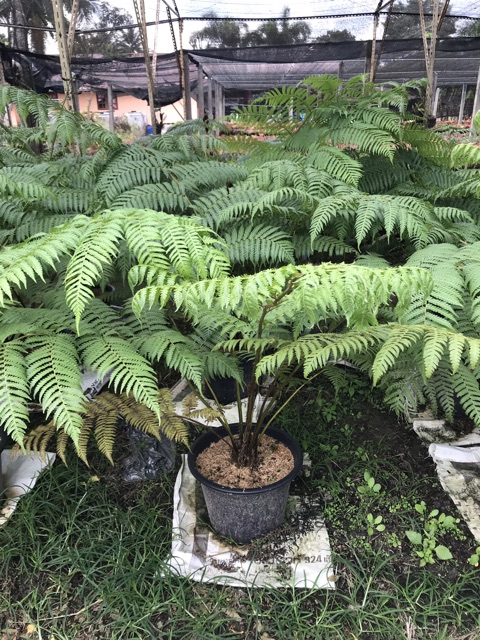 ส่งฟรี…!!ทรีเฟินออสเตรเลีย Sphaeropteris cooperi (F. Muell.) - WaSaNa ...
