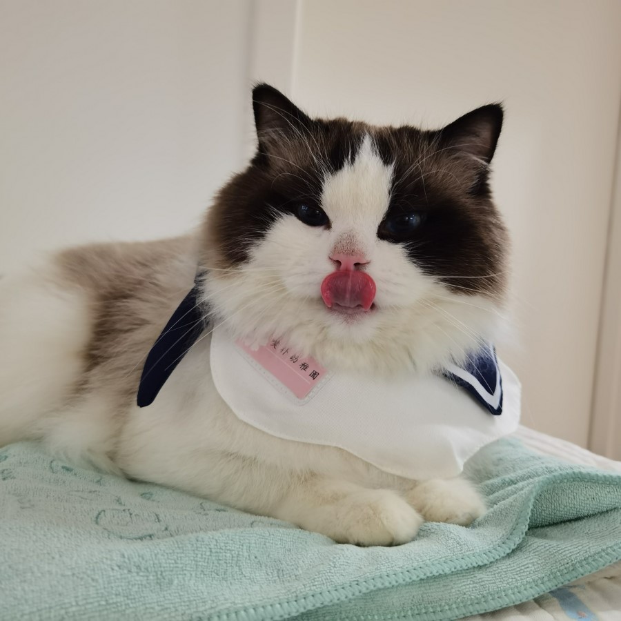 Purlab Student ผ้าคลุมแมว - Leftpert - ThaiPick