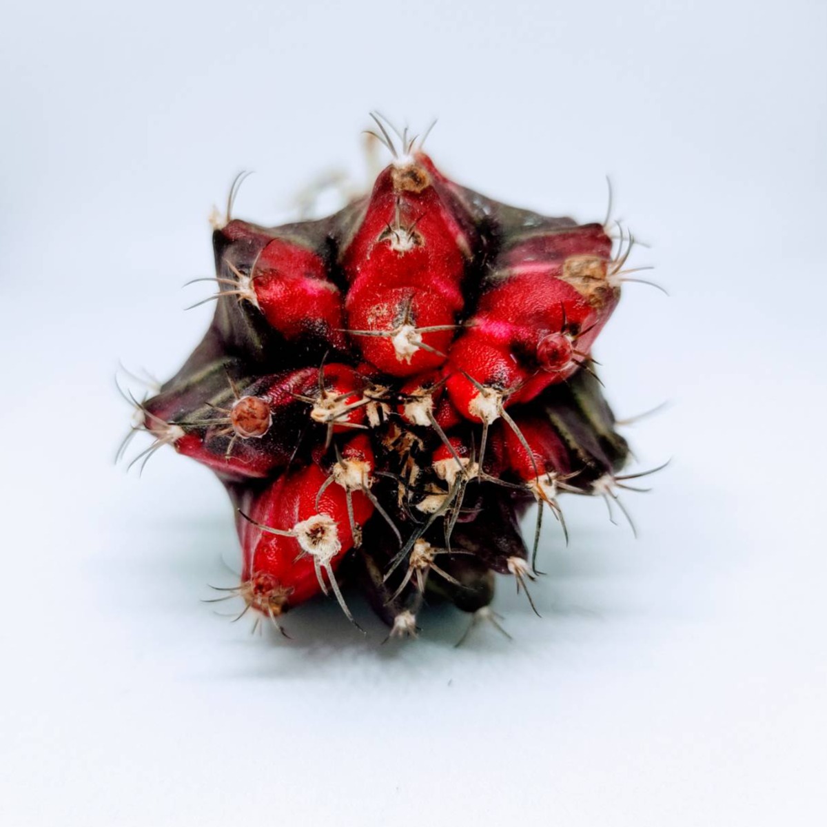 ยิมโนหัวสี ขนาดประมาณ 3-4 CM ยิมโนด่างกราฟบนตอ ไฮบริด (Gymno Hybrid) # ...