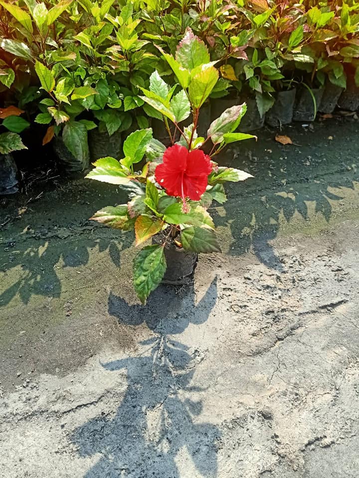 ต้นชบาด่าง ถุงชำ 2 นิ้ว(ขั้นต่ำ 5 ต้น) - noipunmai market tree - ThaiPick