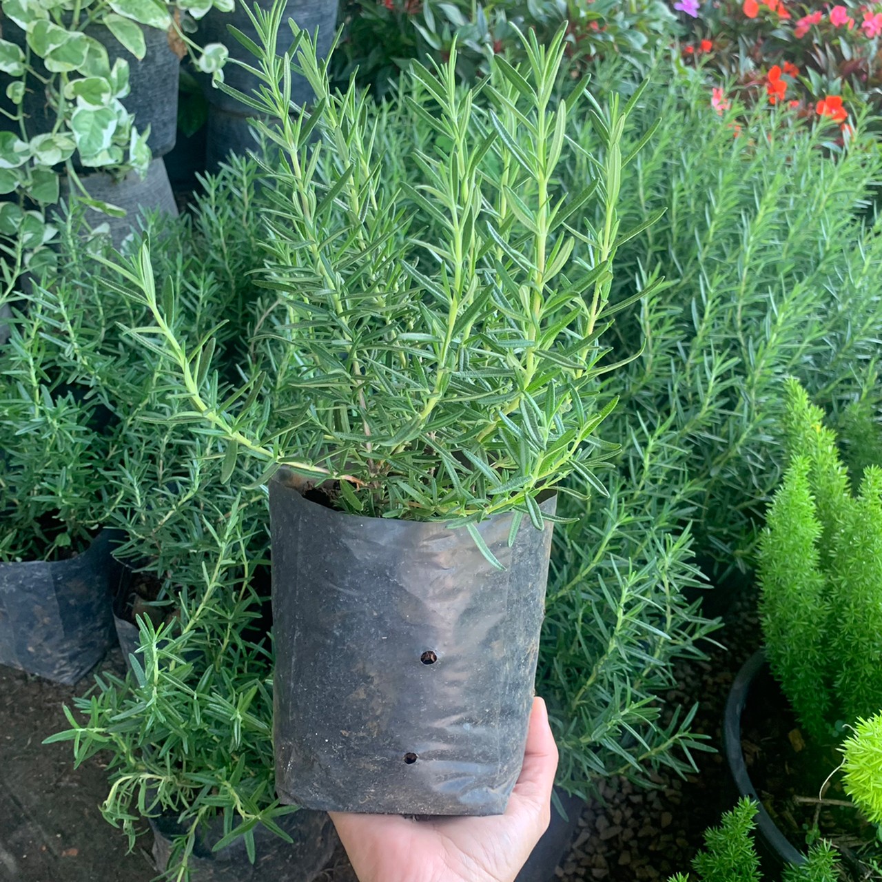 🍃Rosemary โรสแมรี่ ต้นพันธุ์จากโครงการหลวง กลิ่นหอมสดชื่น ใช้ประกอบ ...
