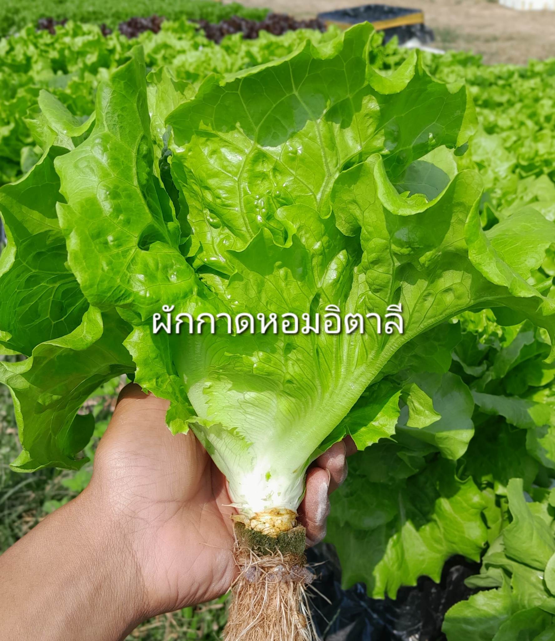 ผักกาดอิตาลี สลัดไฮโดรโปนิกส์ ผักปลอดสารพิษ ต้นละ20 | Lazada.co.th