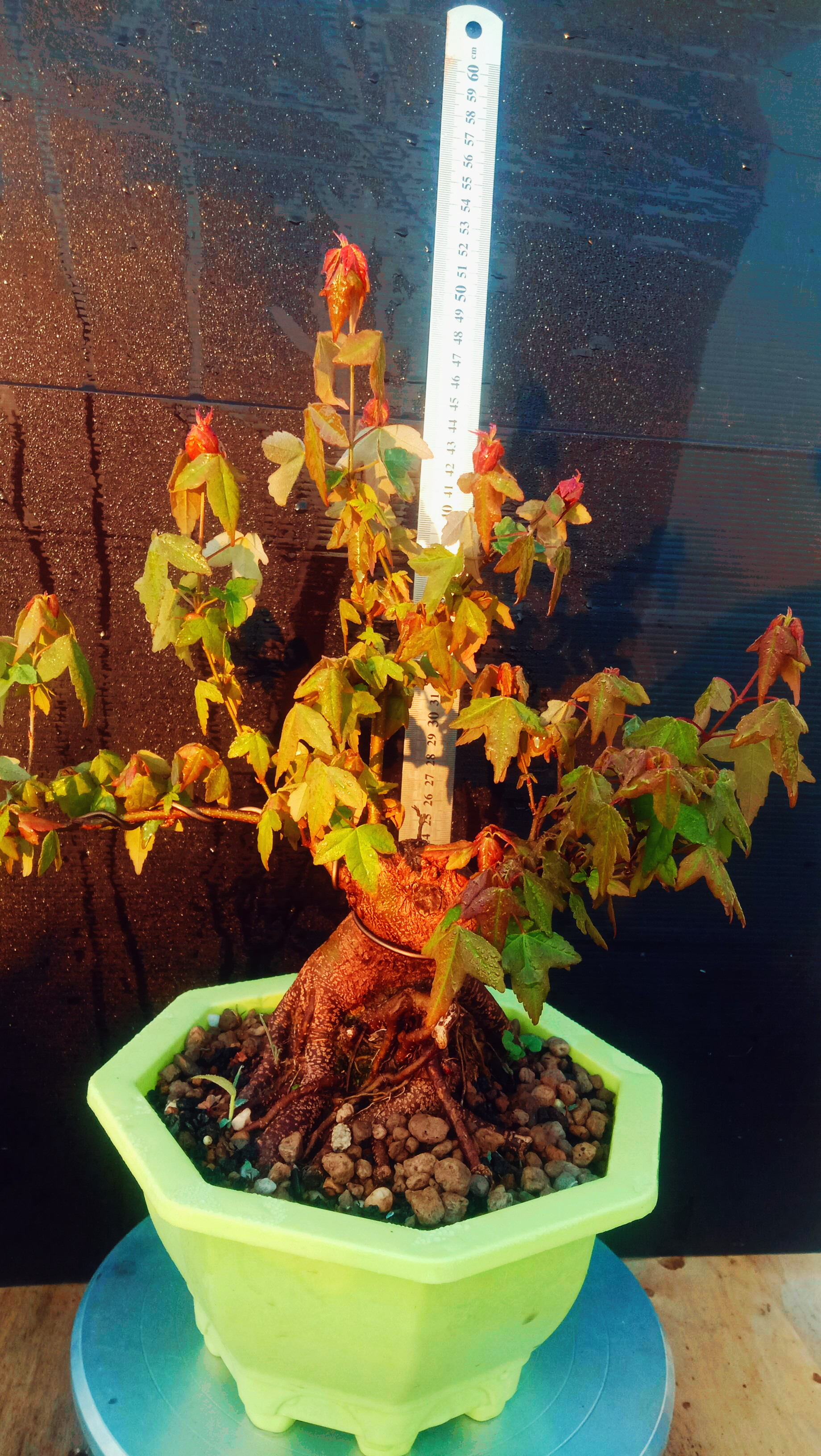 kaede maple เมเปิ้ลไคเดะญี่ปุ่นไม้โครงสร้าง | Lazada.co.th