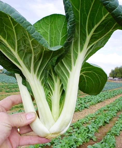 เมล็ดพันธุ์ กวางตุ้งฮ่องเต้ก้านขาว (Canton Pak Choi Seed) บรรจุ 500 ...
