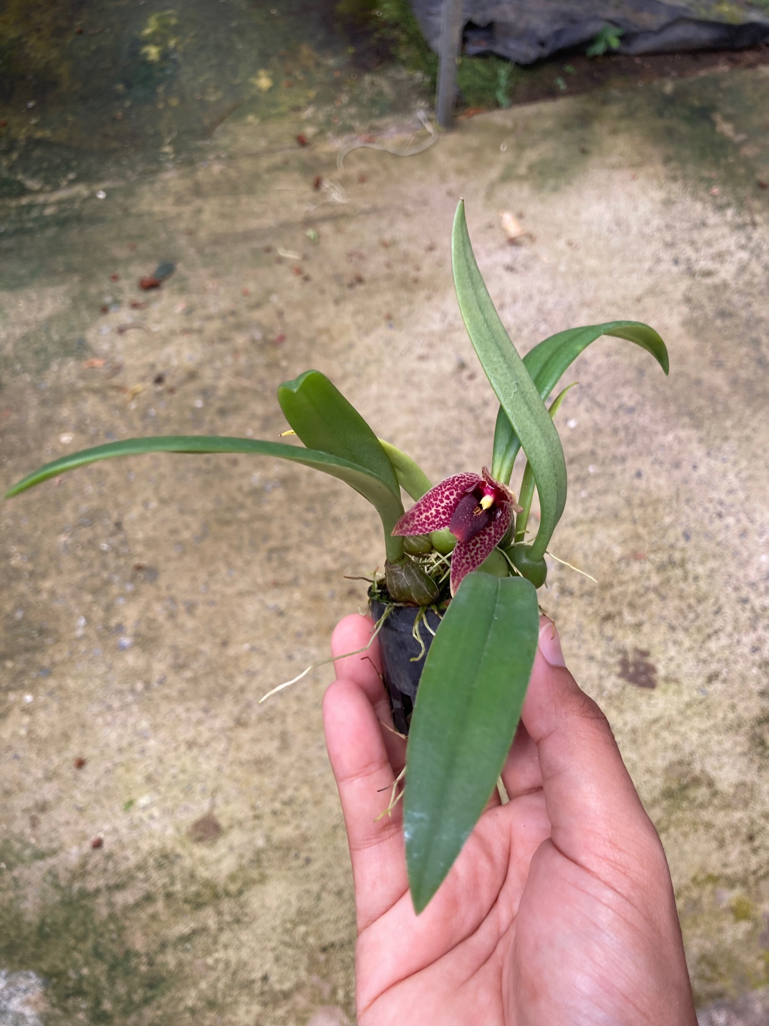 เอื้องไตรดอกแดง Trias disciflora กล้วยไม้ไม้จิ๋ว เลี้ยงง่าย - เอสไอบี ...