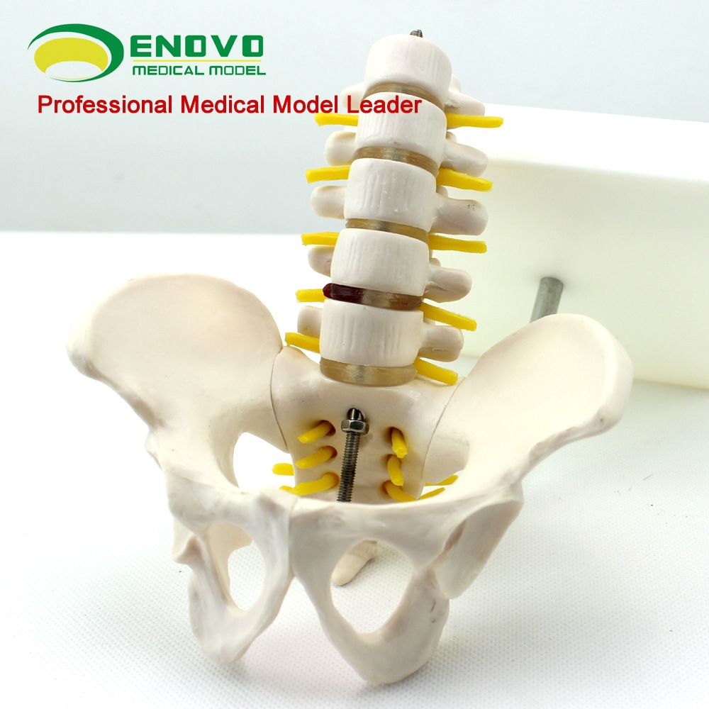 ENOVO h small pelvic girdle five lumbar spine models orthopaedic model ...