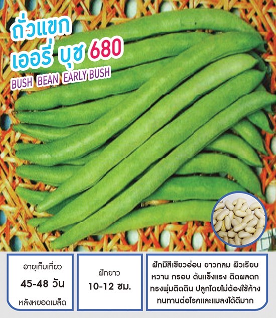 เมล็ดถั่วแขก พันธุ์พิเศษ เออรี่บุช ต้นแข็งแรง ติดผลดก ทนโรคและแมลงได้ดี ...