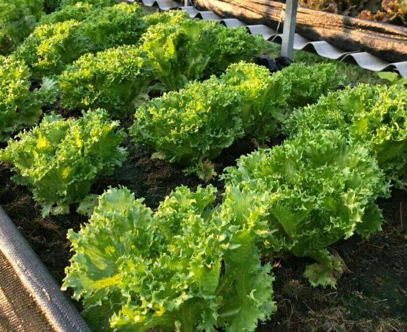 เมล็ดพันธุ์ผัก ฟิลเลย์ (Frillice Lettuce) 100 เมล็ด ปลูกง่าย ปลูกได้ ...