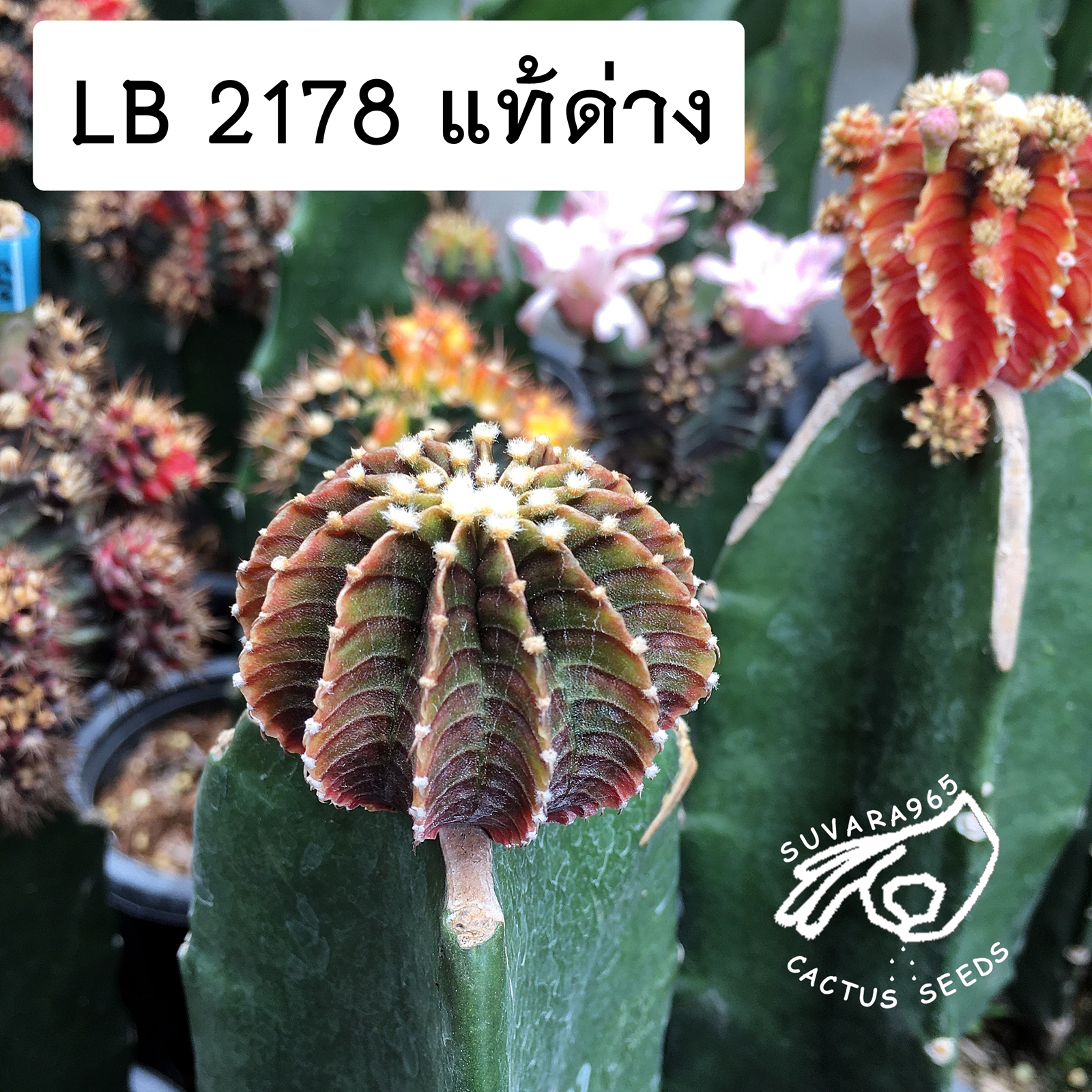 เมล็ดกระบองเพชร เแคคตัส ยิมโน lb ไฮบริด (gymnocalycium lb 2178 hybrid ...