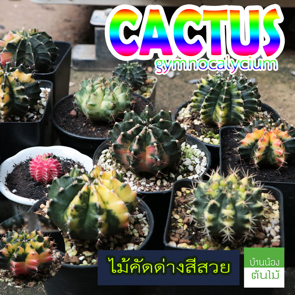 ยิมโนด่าง S-4 (6CM.) แคคตัสไม้เมล็ด ลุ้นด่าง ต้นแข็งแรง จัดส่งแบบพร้อม ...