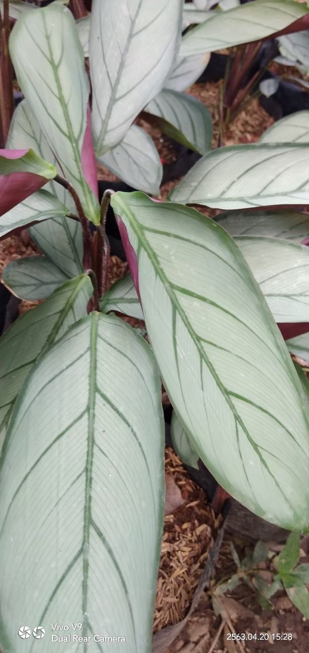 คล้าทีแนนเท ซีโตซา เกรย์สตาร์ (C. setosa Gray star) คล้าหายาก ปลูกง่าย ...