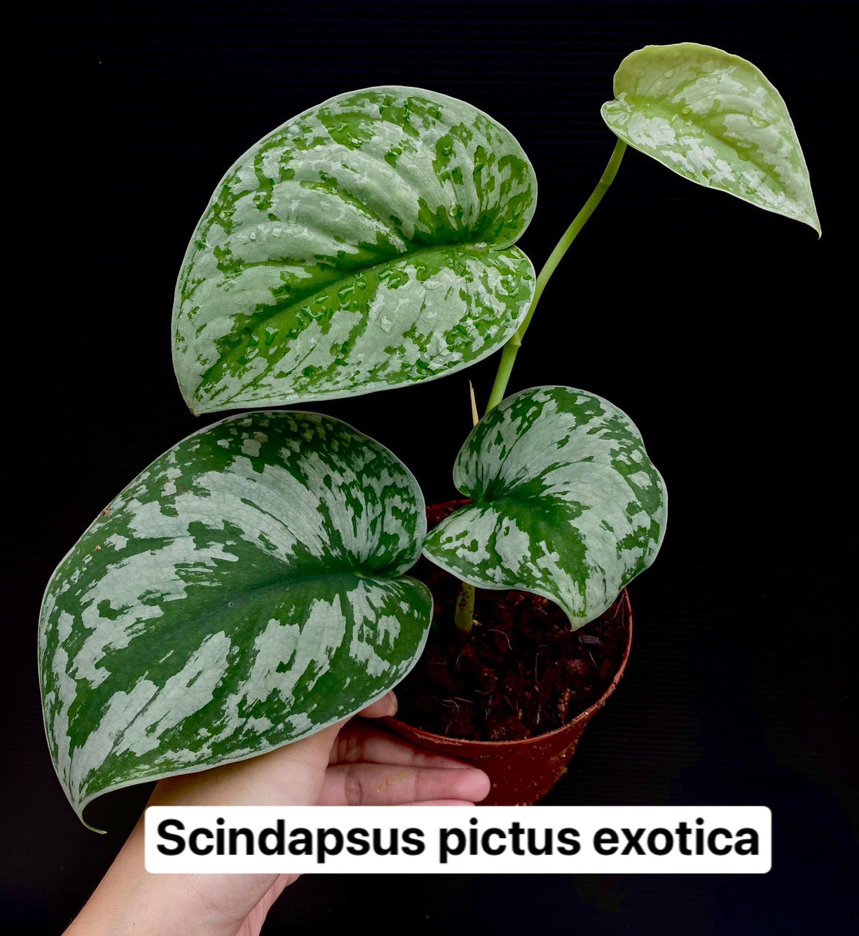 Scindapsus Exotica (กระถาง 4 นิ้ว) - Sometime shopping - ThaiPick