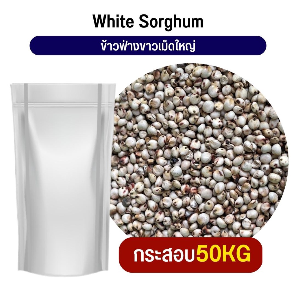 ฟ่างขาวเม็ดใหญ่ White Dari อาหารนก กระต่าย หนู กระต่าย กระรอก ชูก้า และ ...