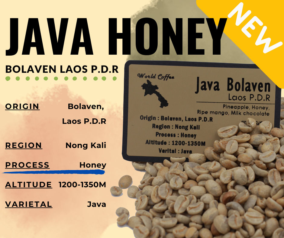 พร้อมส่ง เมล็ดกาแฟดิบ Java Honey Bolaven Laos PDR Honey process/ เมล็ดกาแฟนอก/ สารกาแฟลาว/ Green ...