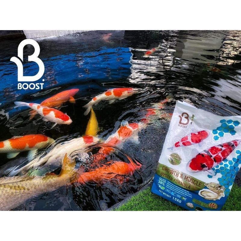 เพิ่มปริมาณ10 อาหารปลาคาร์ฟ Boost Koi (บูสท์ โค่ย) สูตรเร่งโตเร่งสี ...