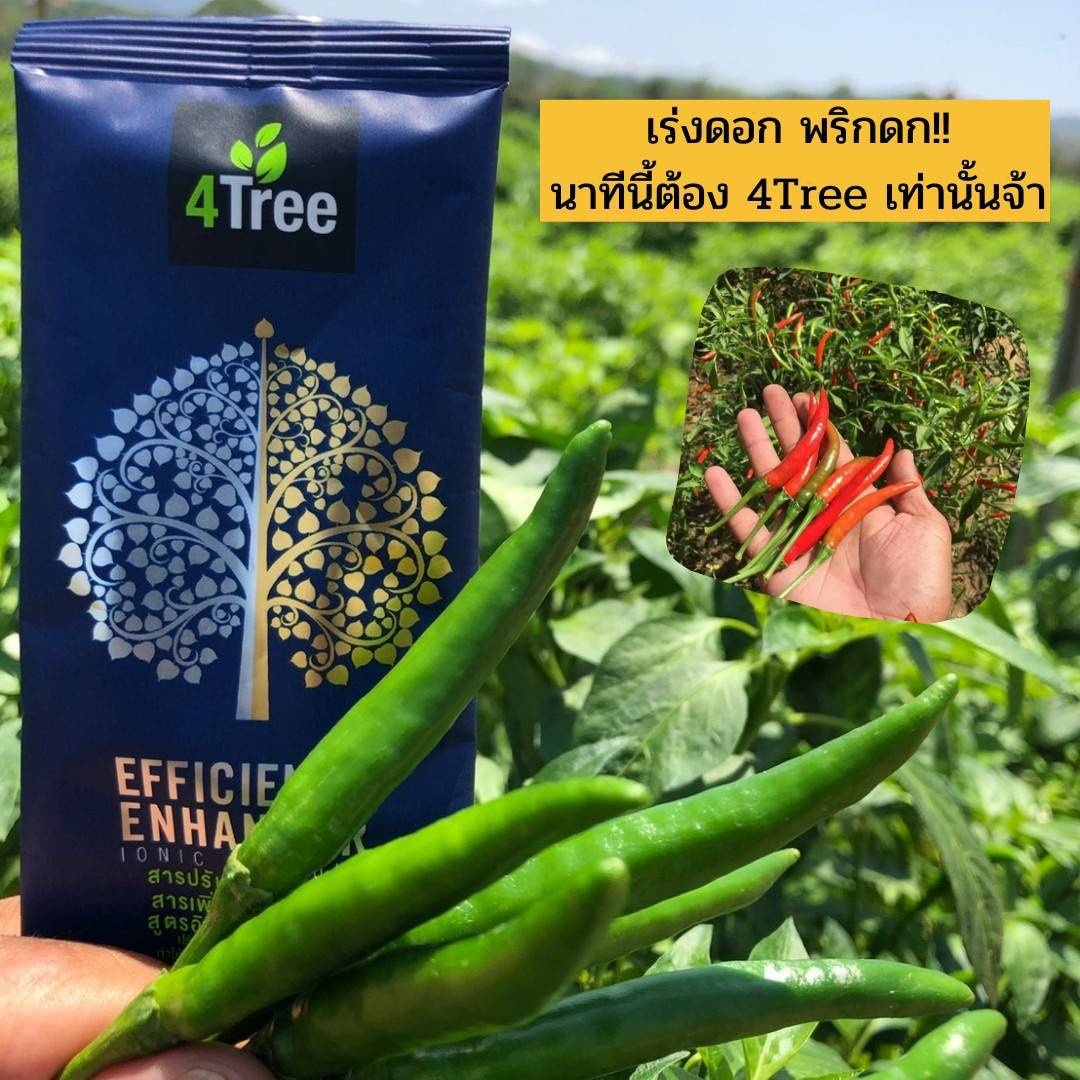 ระเบิดหัวมันสำปะหลัง 4Tree (โฟร์ทรี) 2 ซอง สารเสริมประสิทธิภาพ สูตรอิออน พืชโตเร็ว ของเเท้ ...