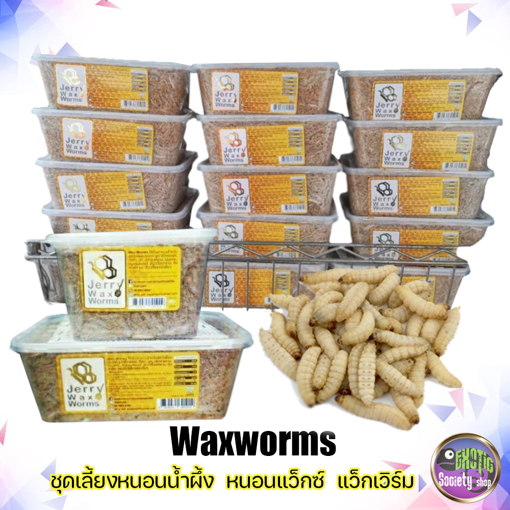 ชุดเลี้ยง คละไซส์ หนอนแว็กซ์ แว็กเวิร์ม หนอนน้ำผึ้ง Waxworms - ExoticSociety - ThaiPick