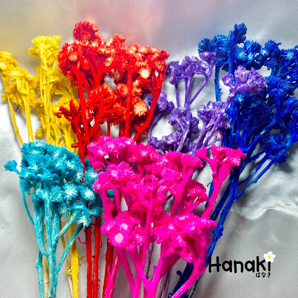 พร้อมส่งดอกชมพูทิพย์ (Momo flower) ดอกไม้ทับแห้ง ดอกไม้จริงทับแห้ง ...