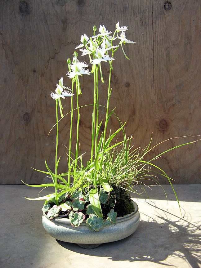 20 เมล็ดกล้วยไม้ Japanese Radiata Seeds White Egret Orchid Seeds ...