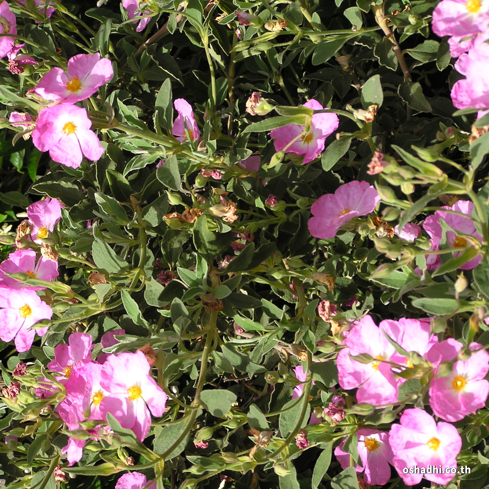 Oshadhi Cistus essential oil 3 ml - Oshadhi - ThaiPick